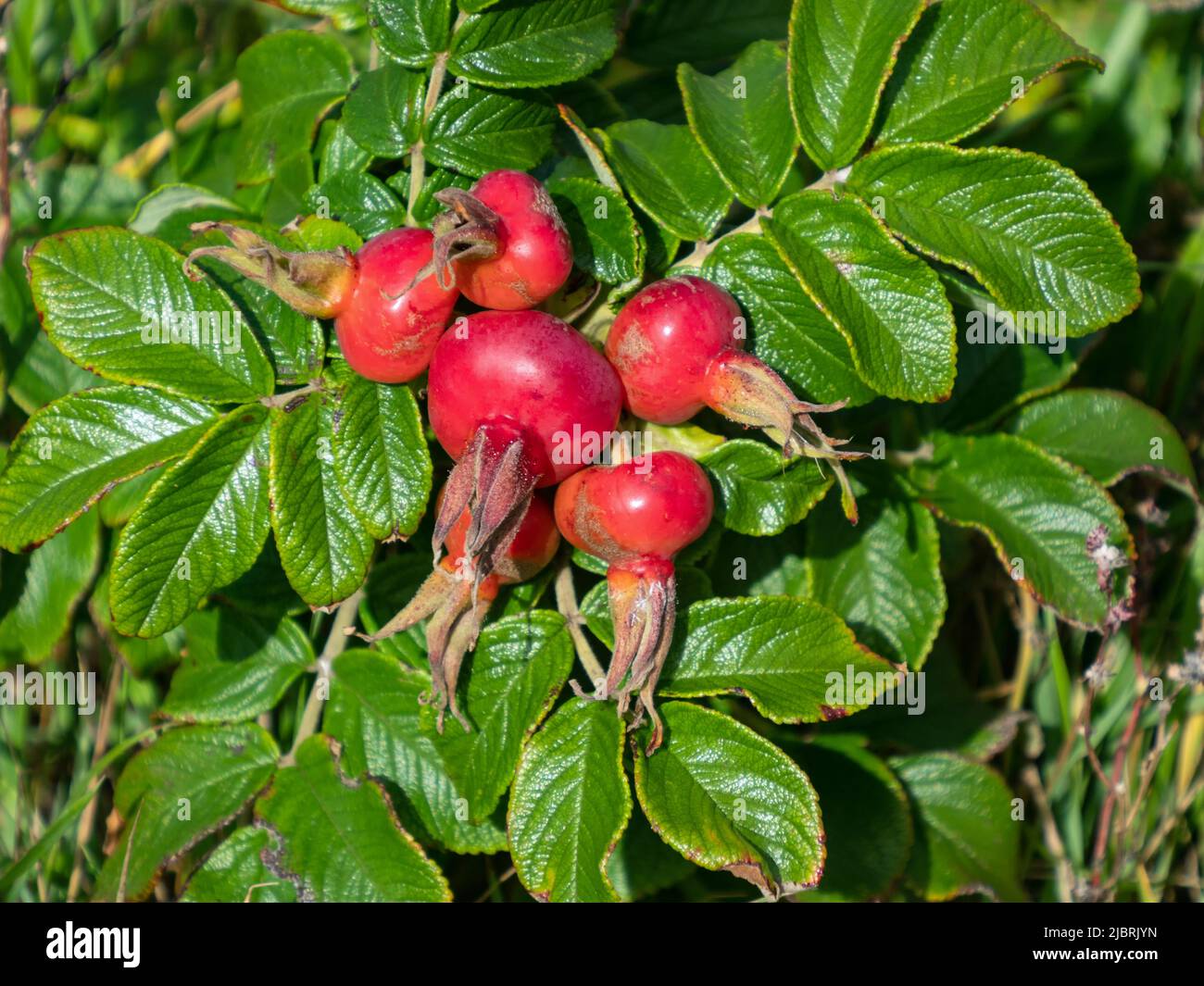 Edible hips hi-res stock photography and images - Alamy