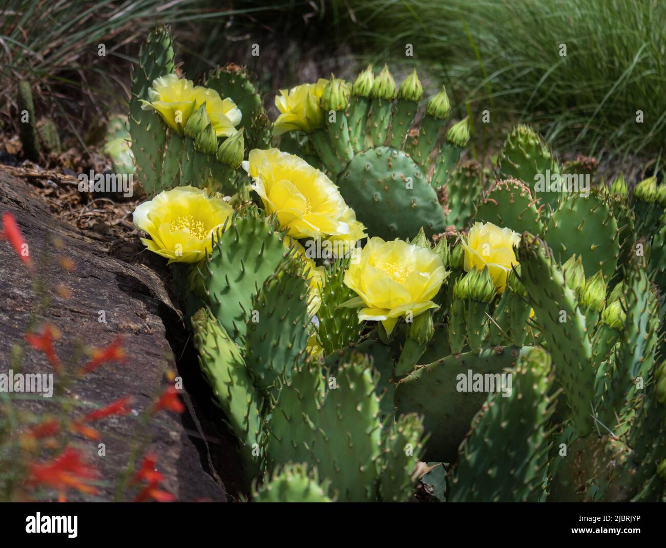 Trunk forming segmented cactus hi-res stock photography and images - Alamy