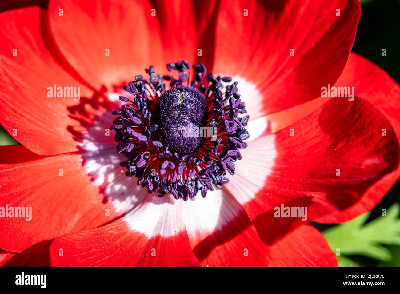 a close up macro landscape image of a Spanish marigold flower in a ...