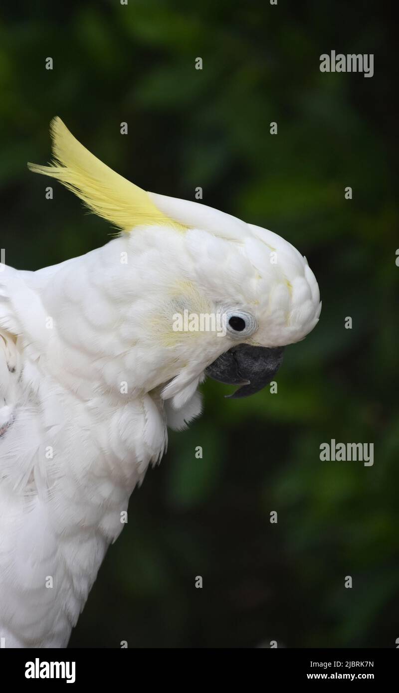 White cockatoo bird with a yellow crest side profile Stock Photo - Alamy