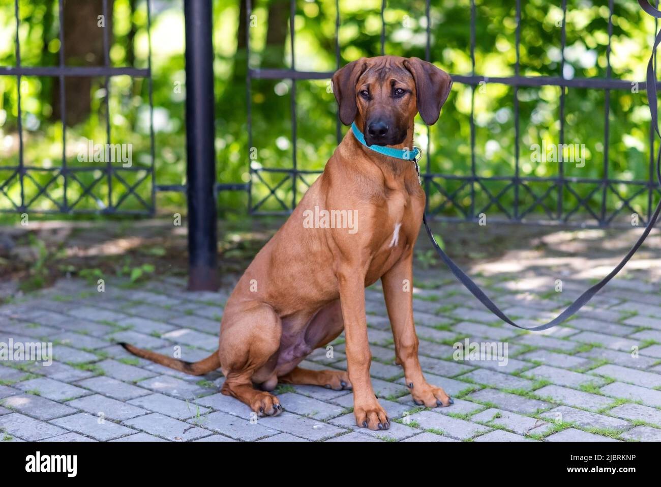Rhodesian ridgeback female hi-res stock photography and images - Alamy