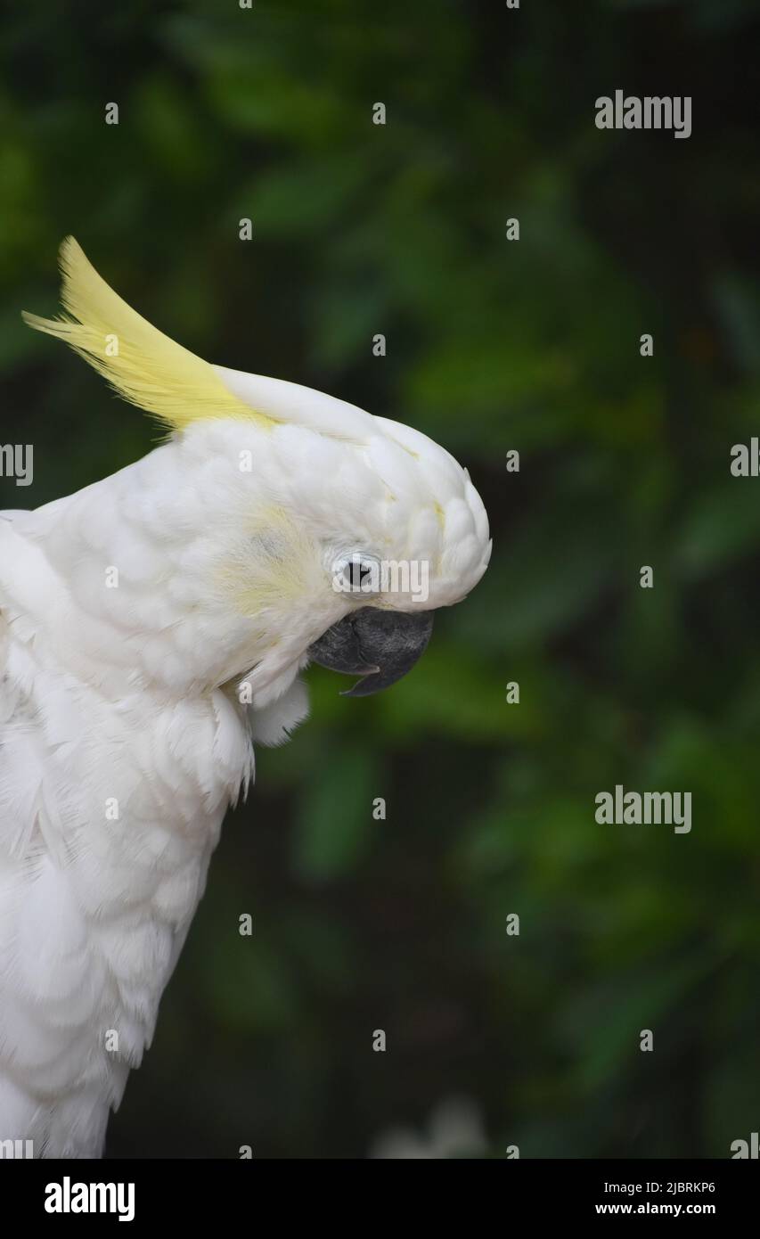 Side profile of a yellow crested white cockatiel bird Stock Photo - Alamy
