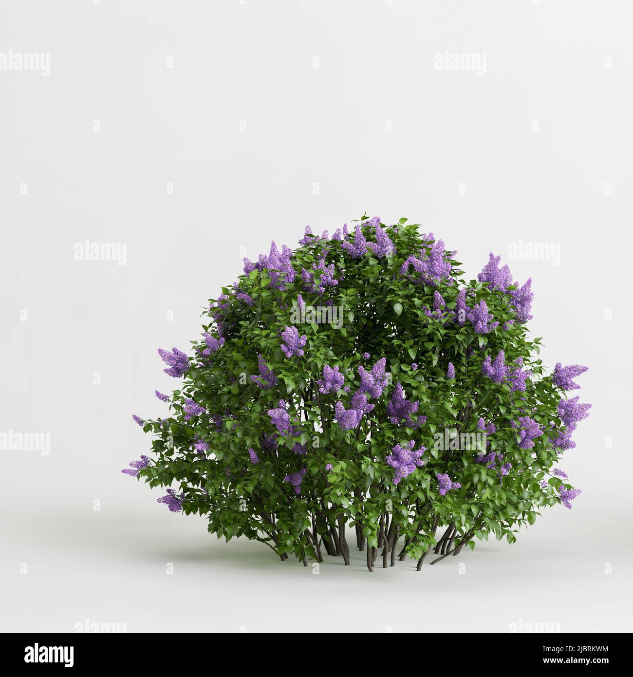 3d illustration of bush isolated on white background Stock Photo - Alamy