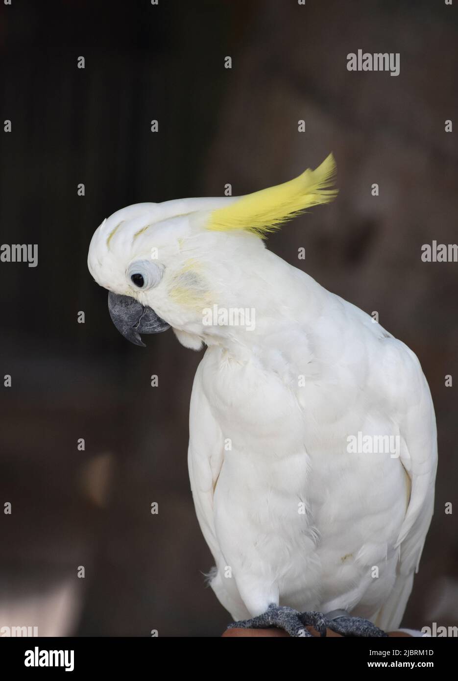 Stunning yellow crest on a white cockatiel bird on a perch Stock Photo ...