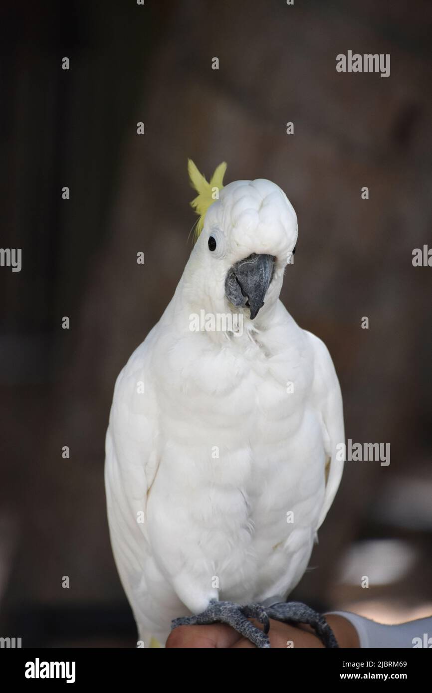 White cockatoo with a crown of yellow crested feathers on a perch Stock ...