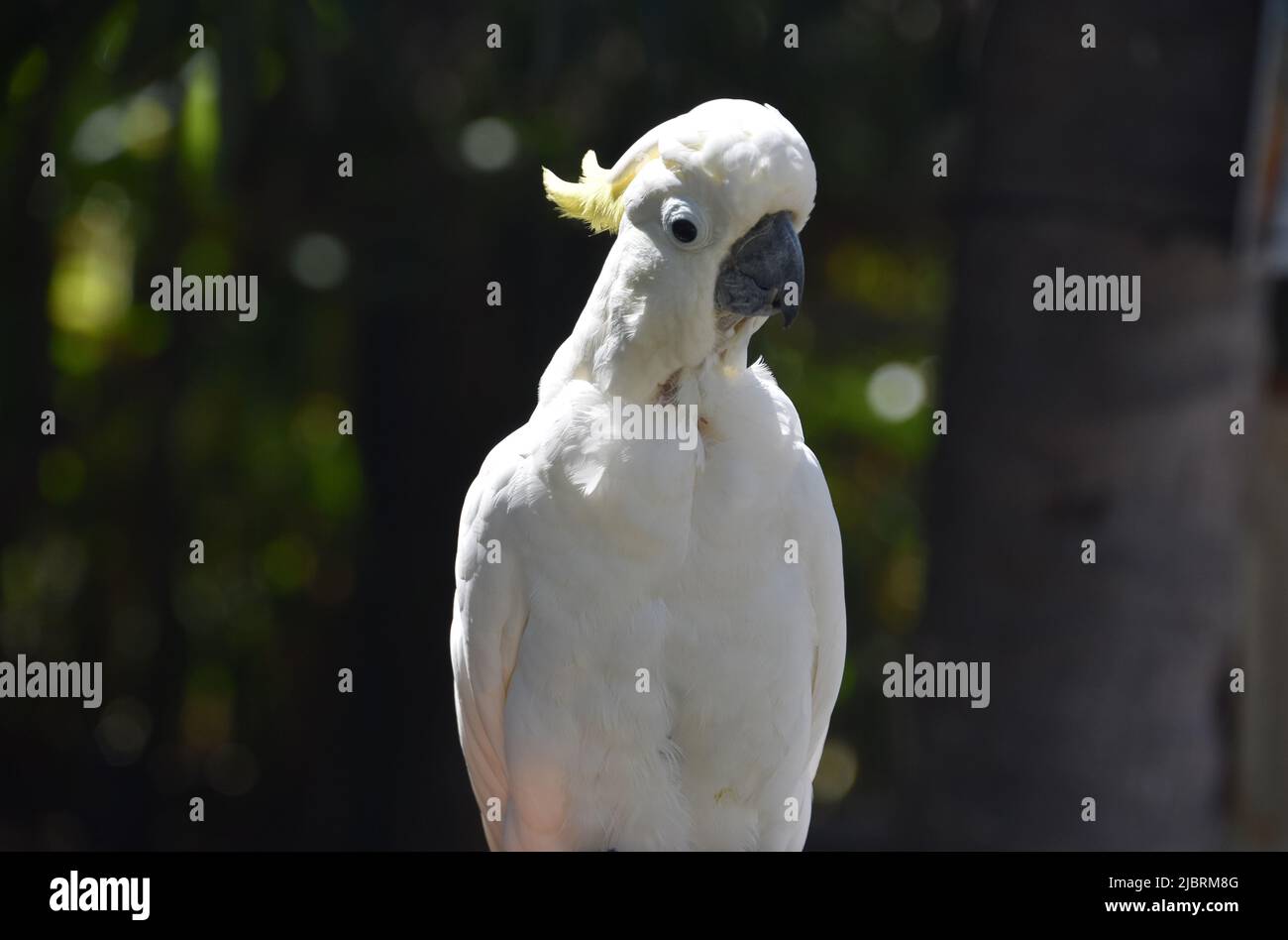 Pretty white crested cockatoo bird sitting on a perch in the sunshine ...