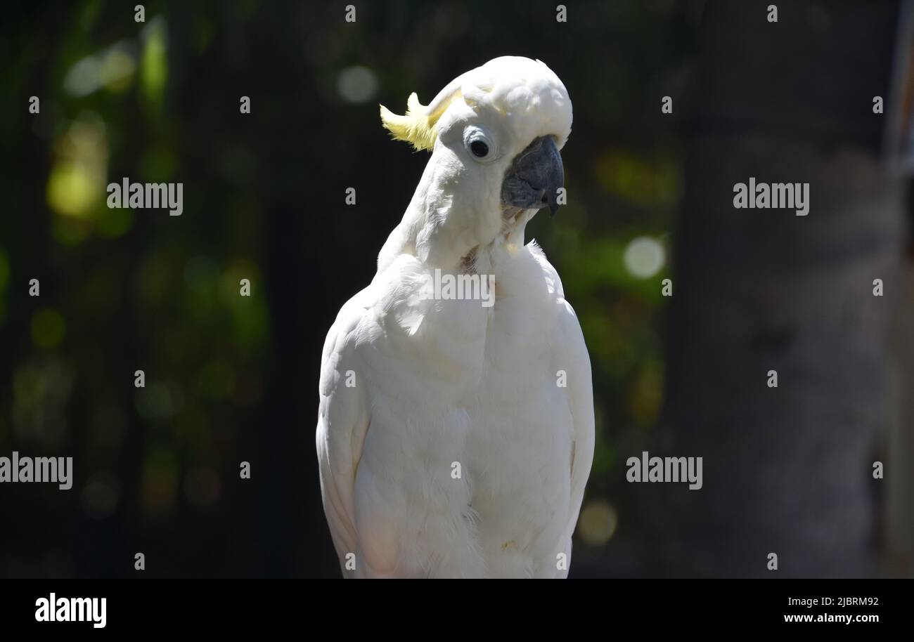 Pretty yellow crested cockatoo sitting in a beam of sun light Stock ...