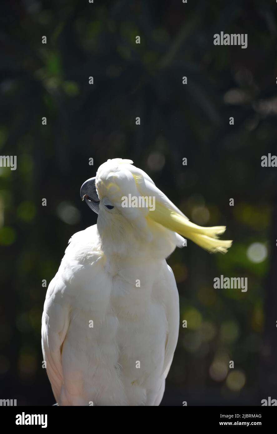 Pretty white cockatiel bird with a yellow crest with his head turned ...