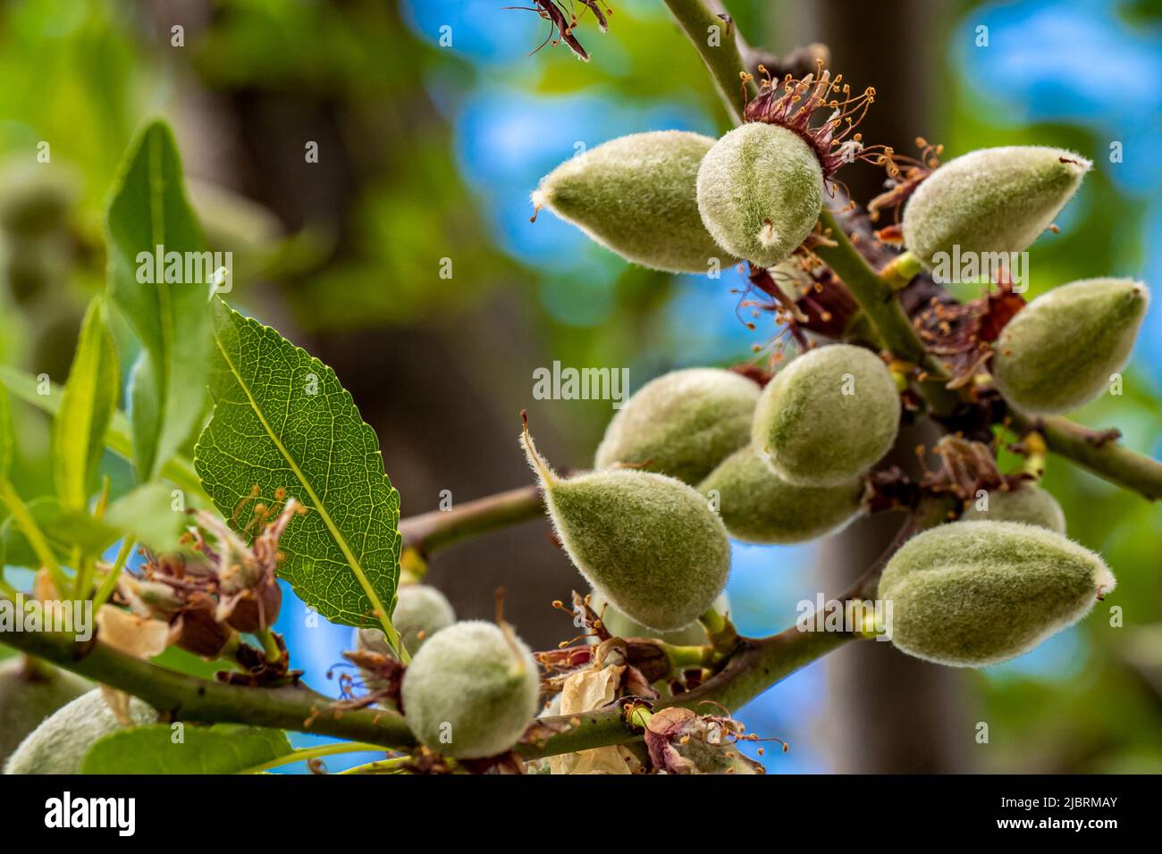Fuzz fruit hi-res stock photography and images - Alamy