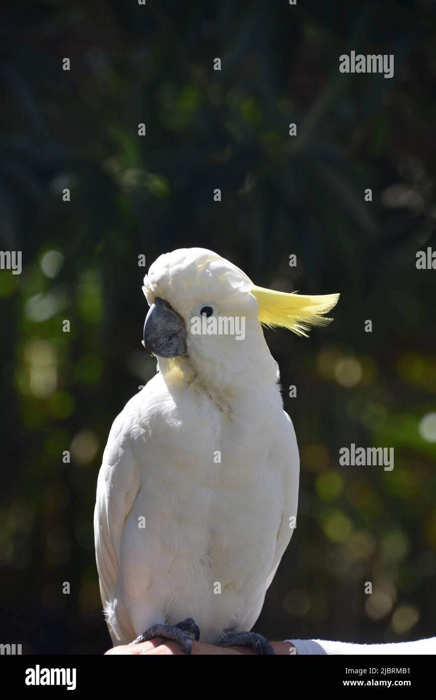 Crown cockatoo hi-res stock photography and images - Alamy