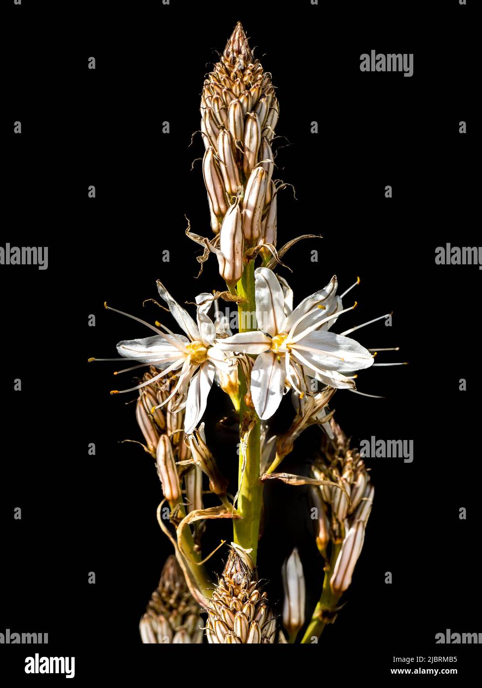 Flowers and buds of a perennial herbaceous plant in order of ...