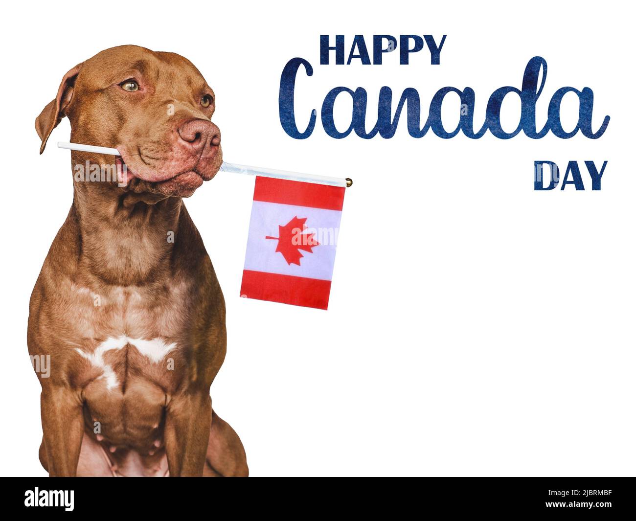 Lovable, pretty dog and Canadian Flag. Closeup, indoors. Studio photo ...