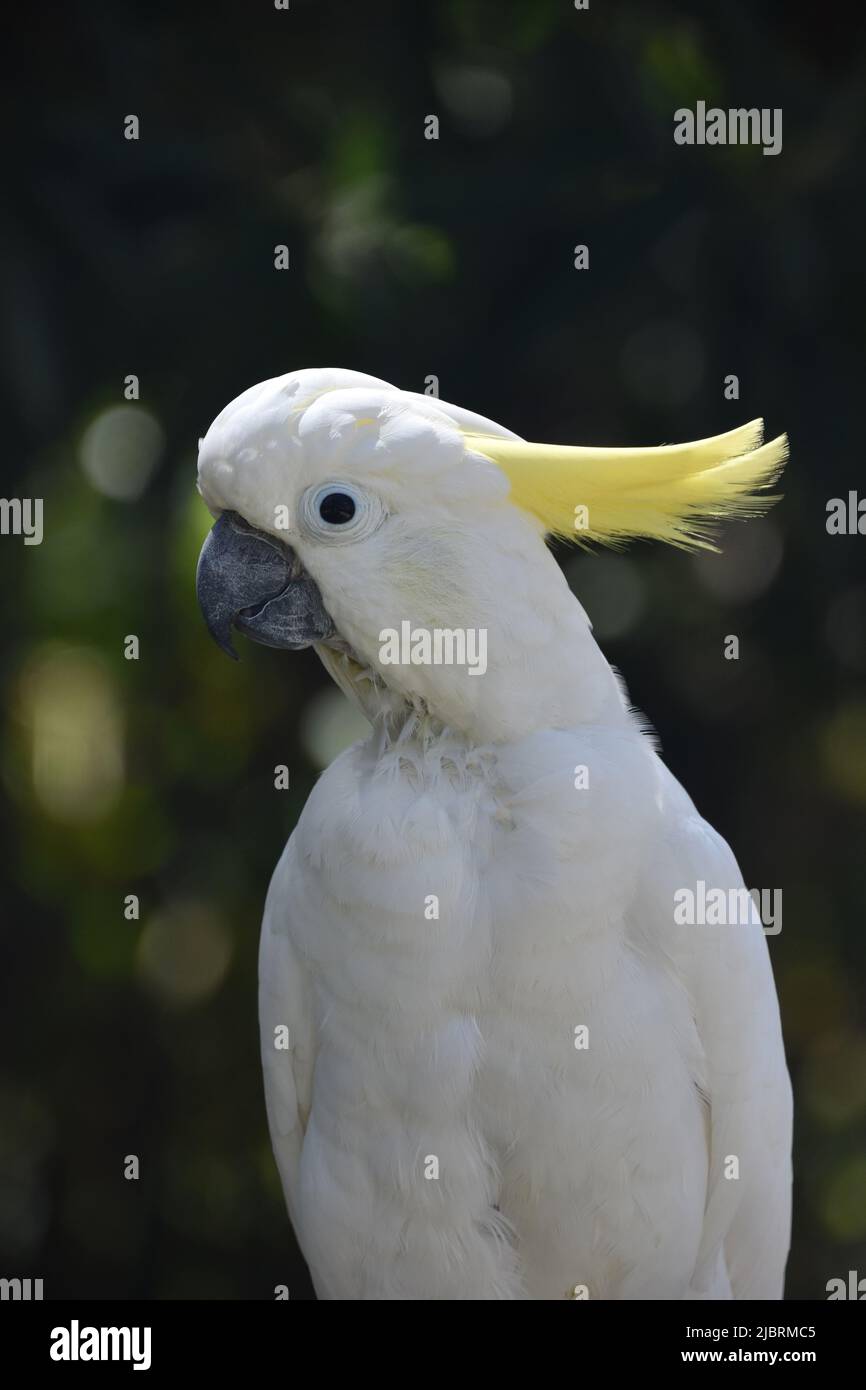 Amazing white cockatoo bird with a black curved beak on a perch Stock ...
