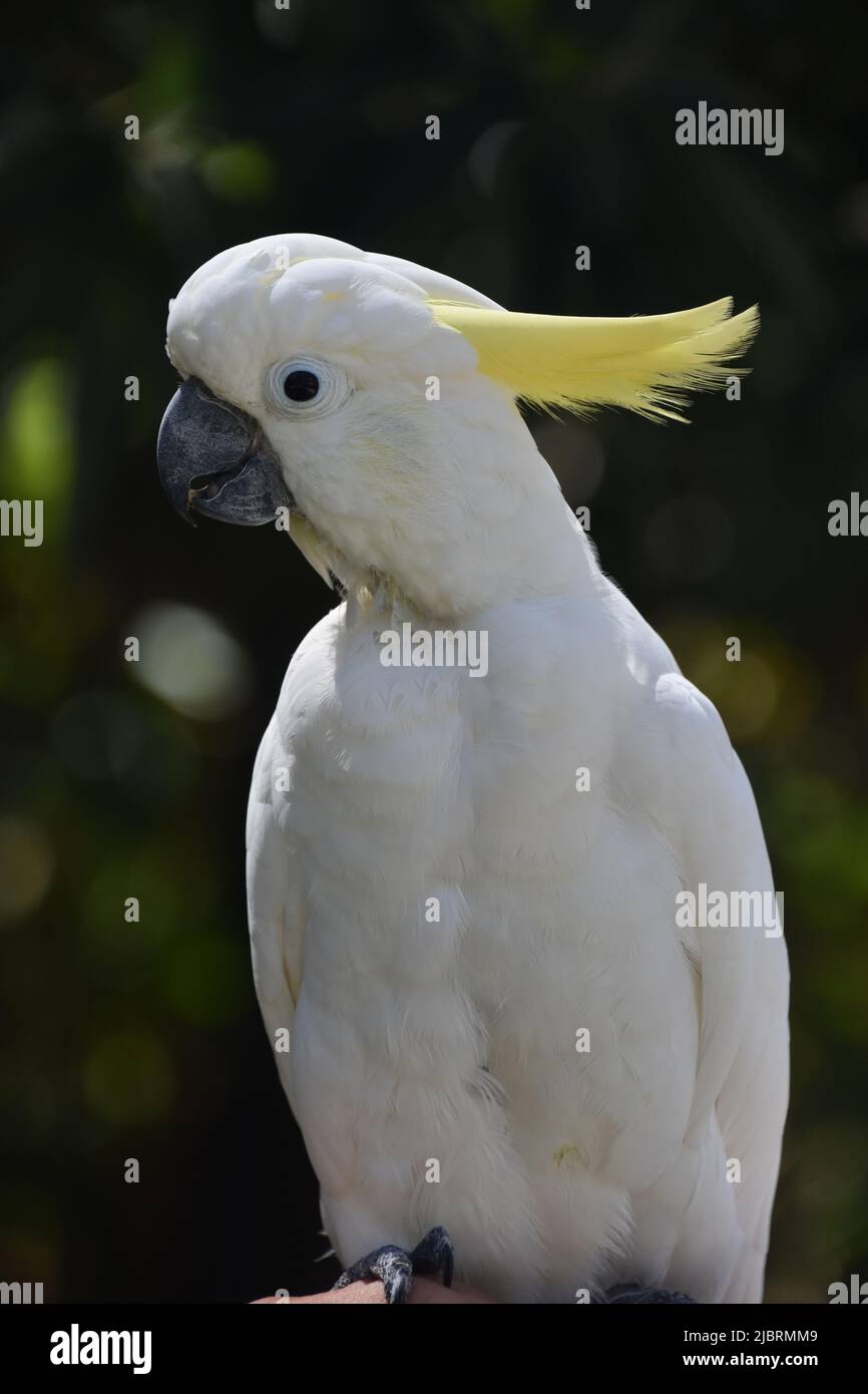 Talking white cockatoo bird with a yellow feathered crest on his head ...