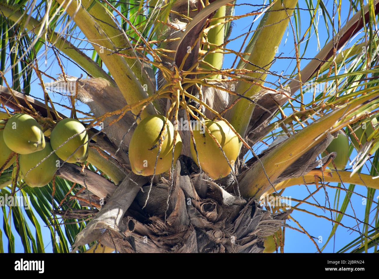 Lots of green coconuts growing on a palm tree in the tropics Stock ...