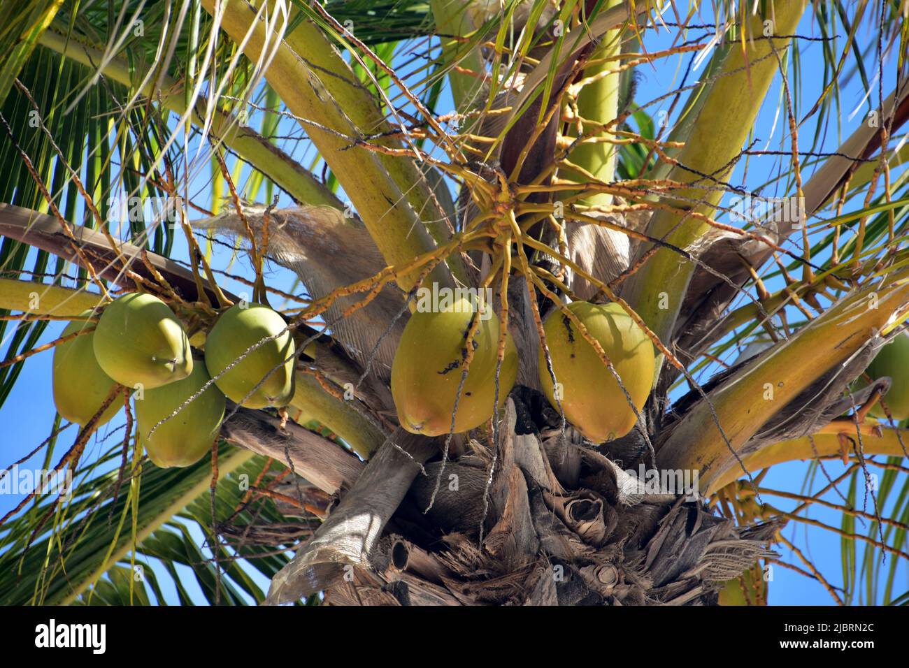 Palm tree with lots of green coconut fruit growing on it Stock Photo ...