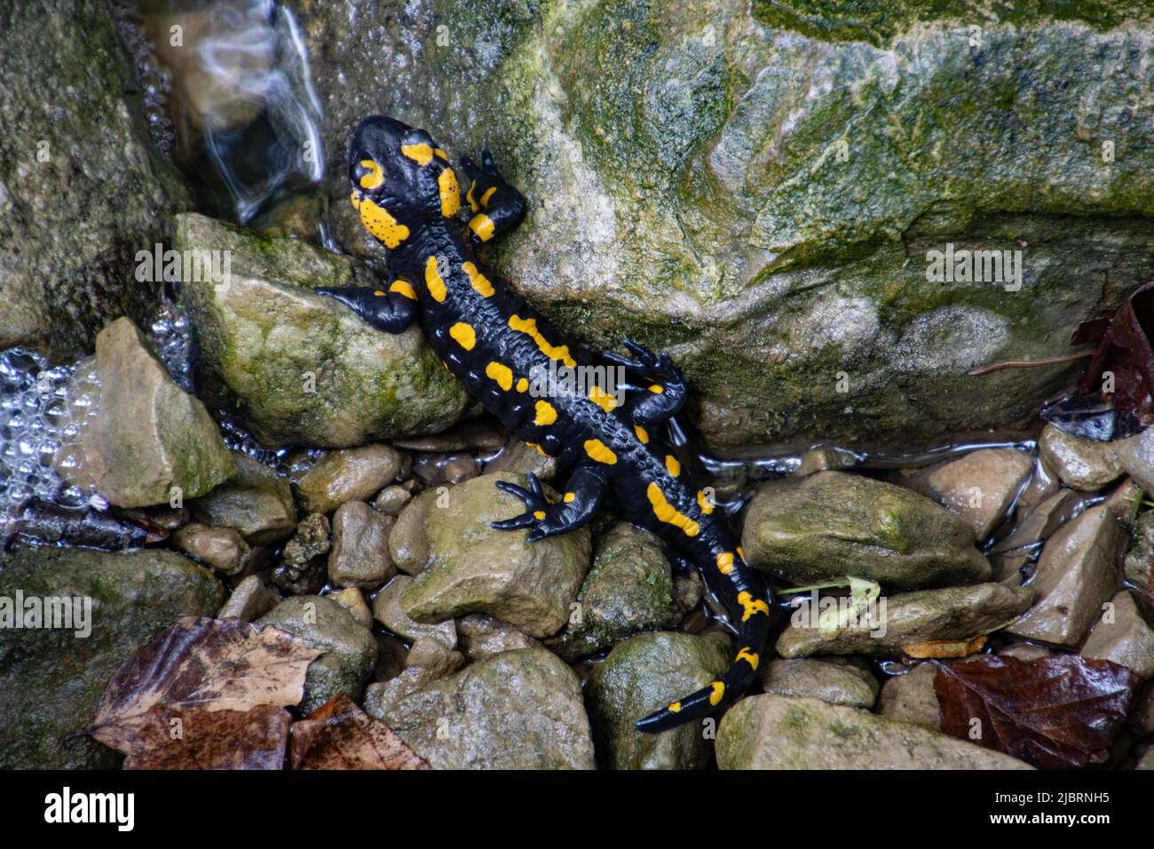 Close up of Fire Salamander crawling through rocks, also called ...