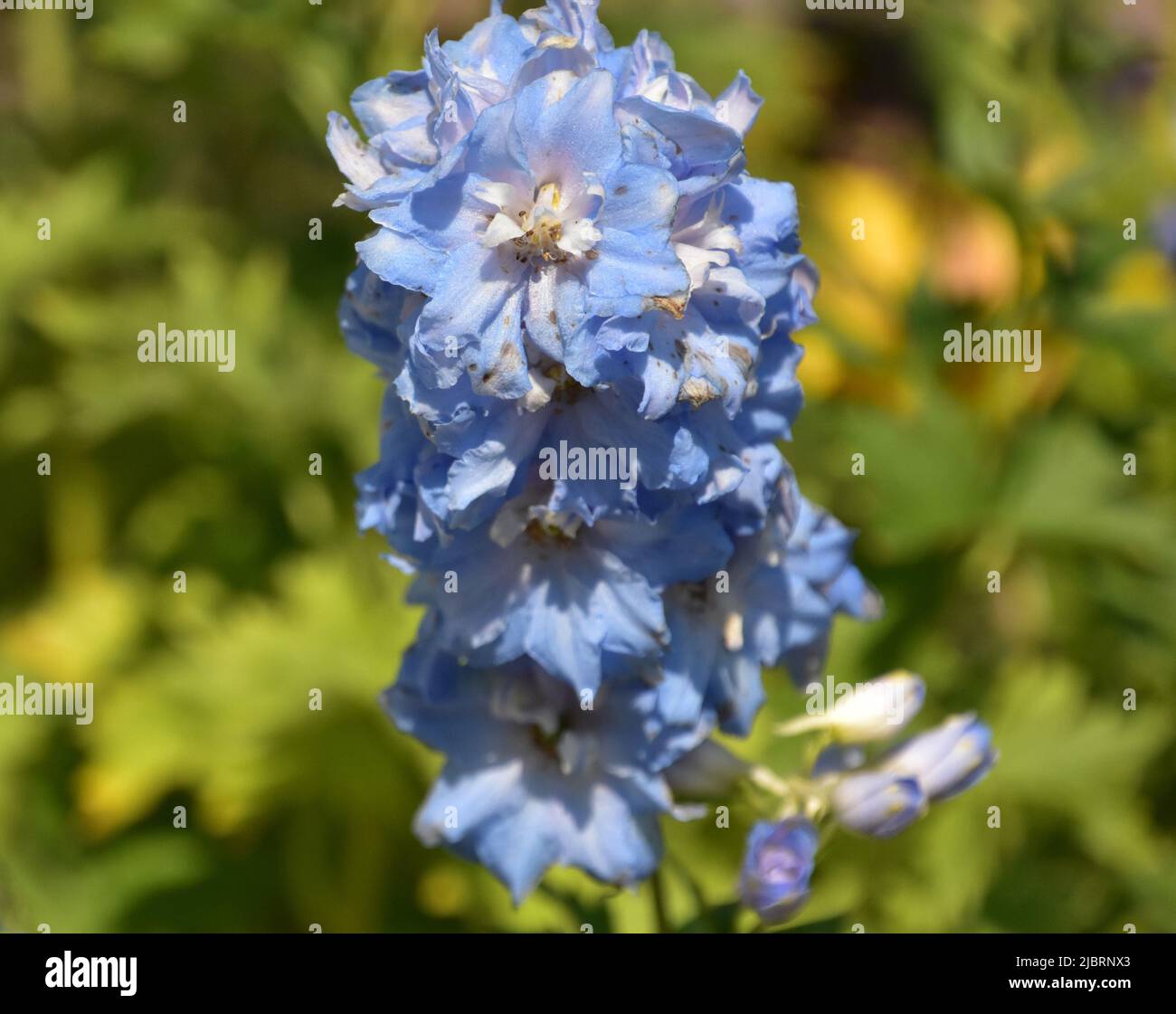 Beautiful flowering light blue delphinium flowers blooming in a garden ...