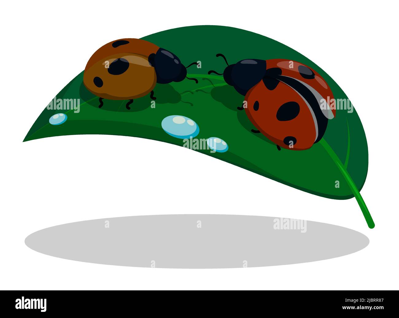 Pair of ladybugs in love on green leaf. Insects and wildlife. Cartoon ...