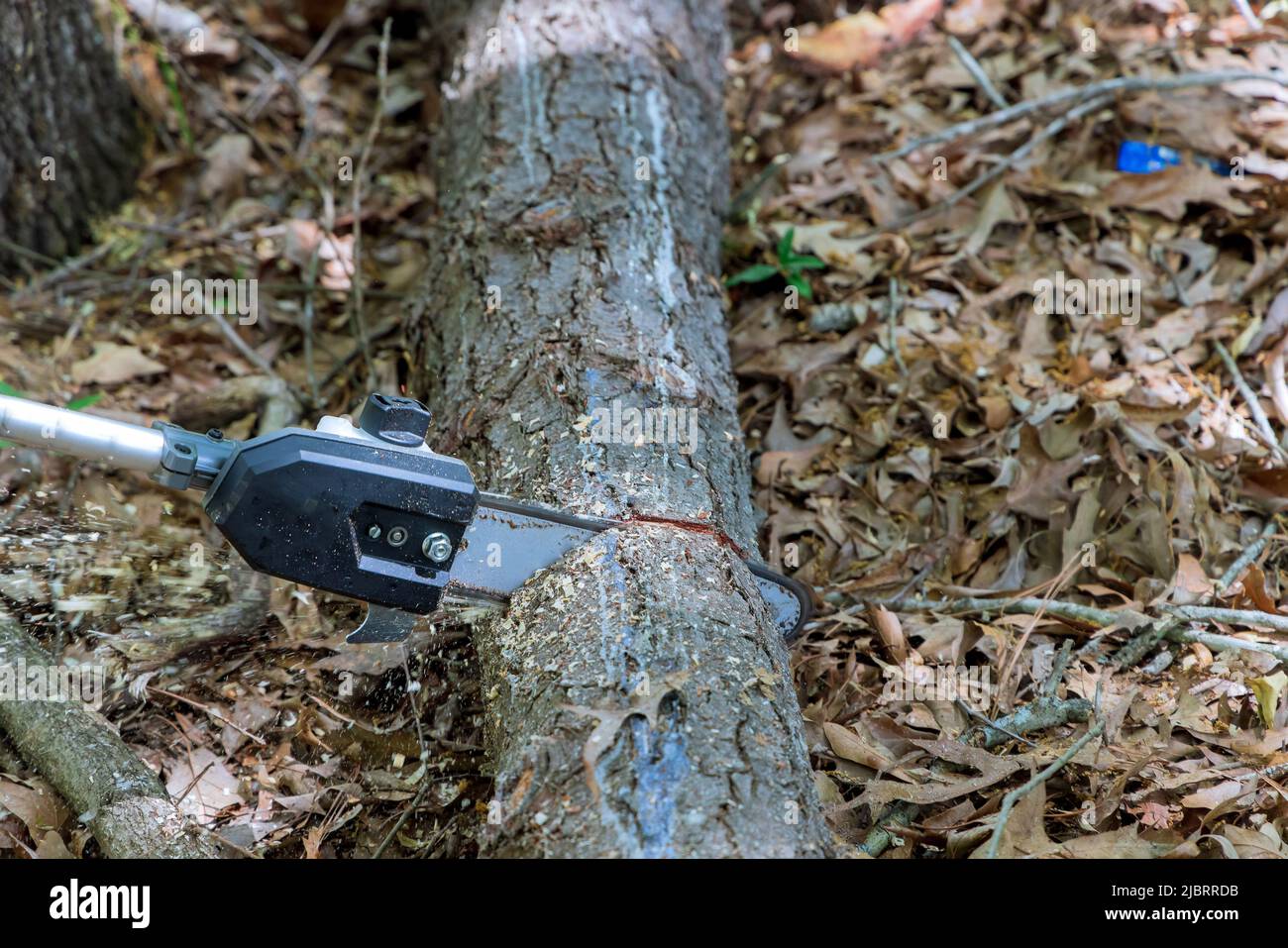Lumberjack working sawing tree close-up, removing dry old trees Stock ...