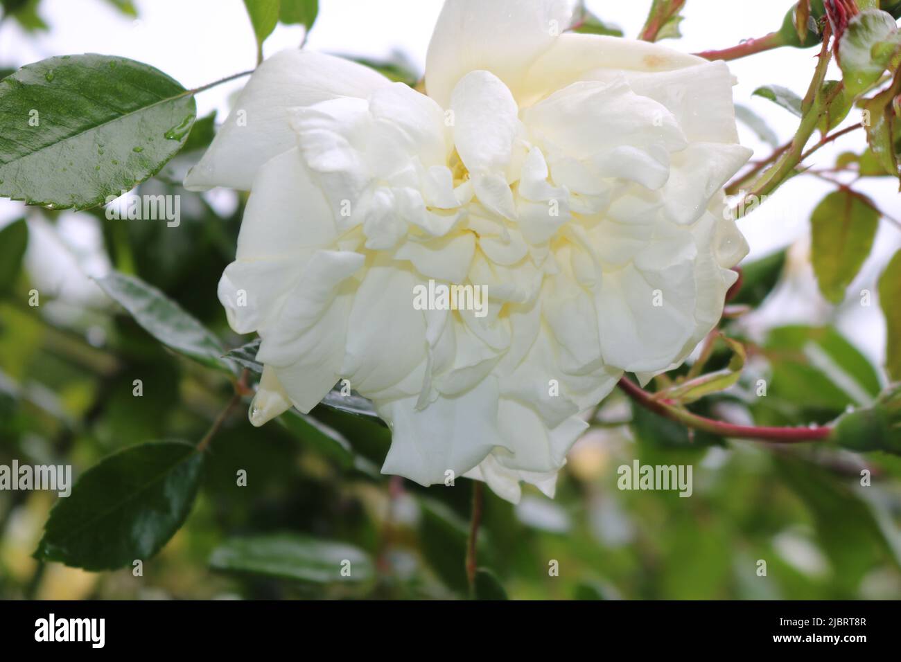 White rose with rain hi-res stock photography and images - Alamy