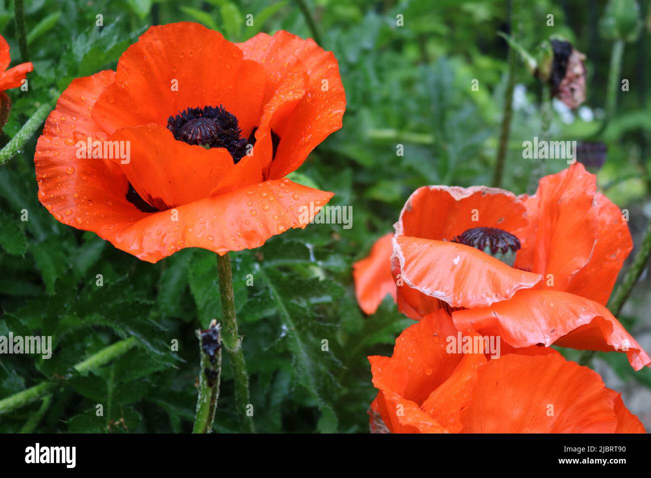 Beautiful big red poppies with rain drops Stock Photo - Alamy