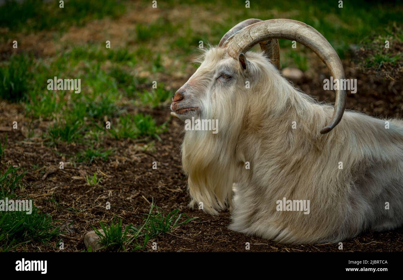 Leader goat hi-res stock photography and images - Alamy