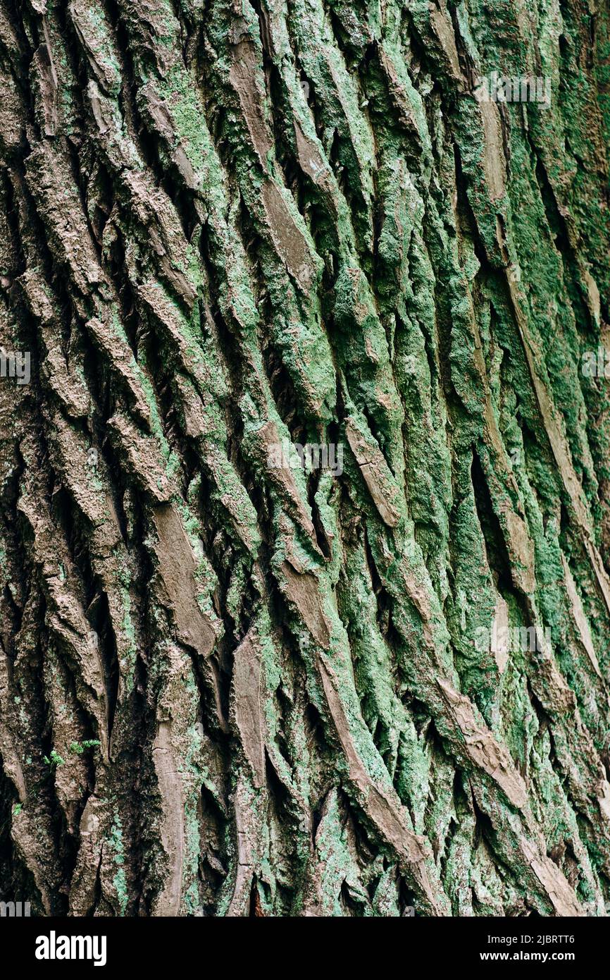Tree bark with moss hi-res stock photography and images - Alamy
