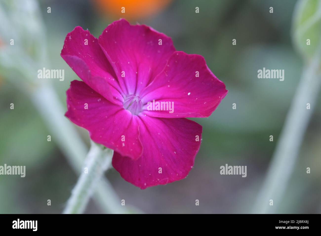 Rose campion plant close up. Close up of Rose campion purple flower ...