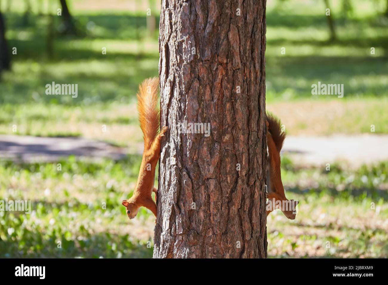 Two squirrels with fluffy tails on the trunk of an old tree. Squirrels ...