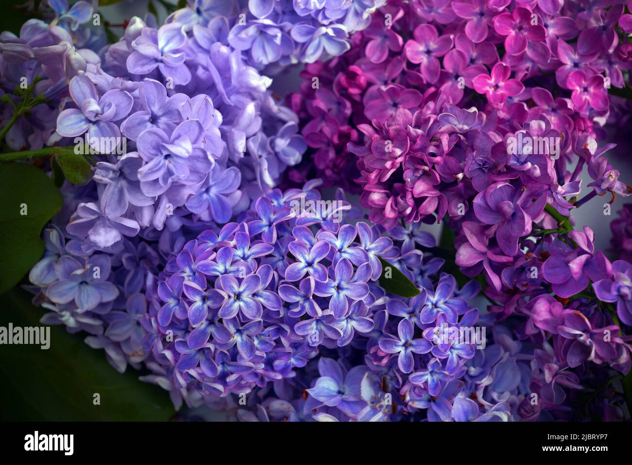 Colorful Lilac flowers background. Organic natural texture Stock Photo ...