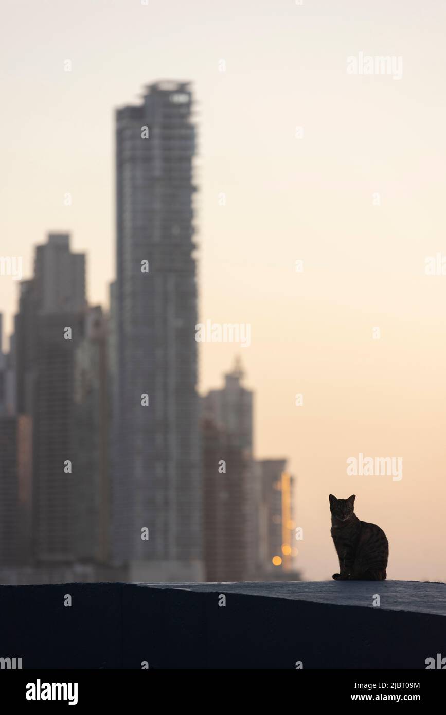 Panama, Panama City, cat at sunrise with the modern city in the ...