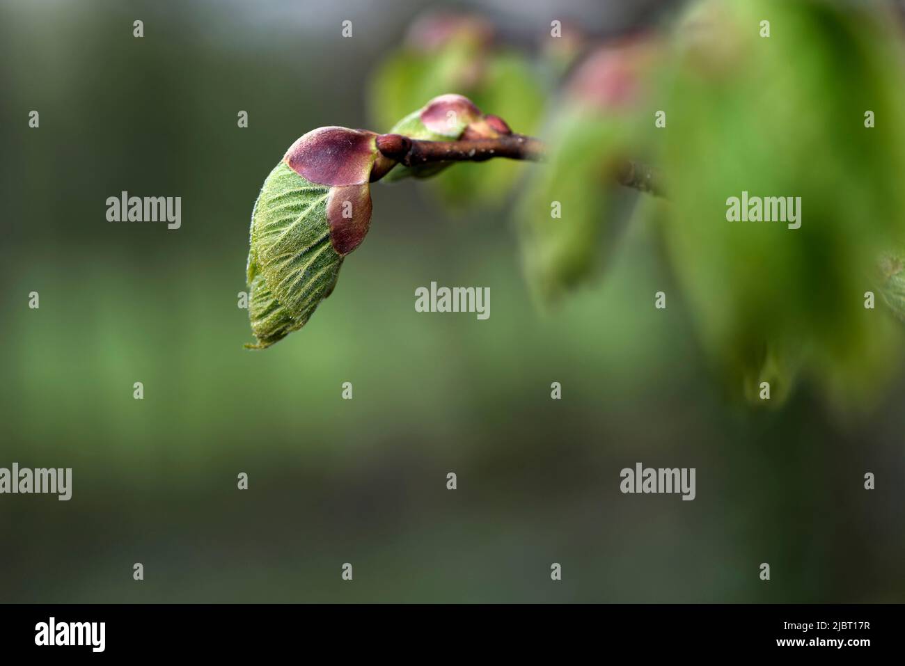 France, Haute Saone, Saulnot, forest, Carpinus betulus, leaf opening in ...