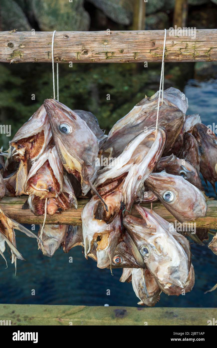 Norway, Nordland County, Lofoten Islands, Nusfjord, cod heads Stock ...