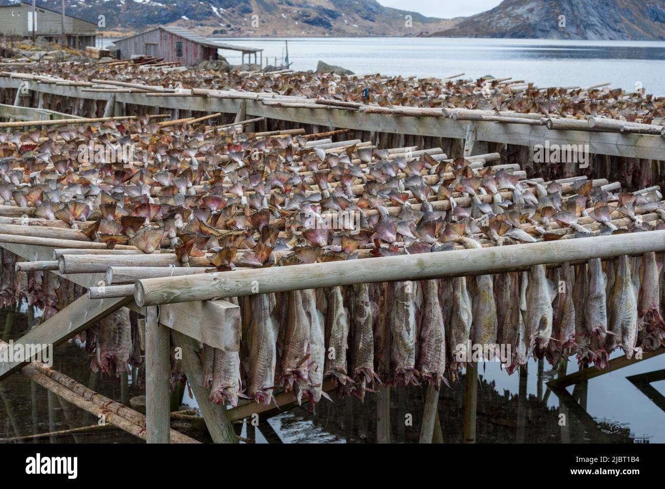 Norway, Nordland County, Lofoten Islands, Sakrisoy, drying fish Stock ...