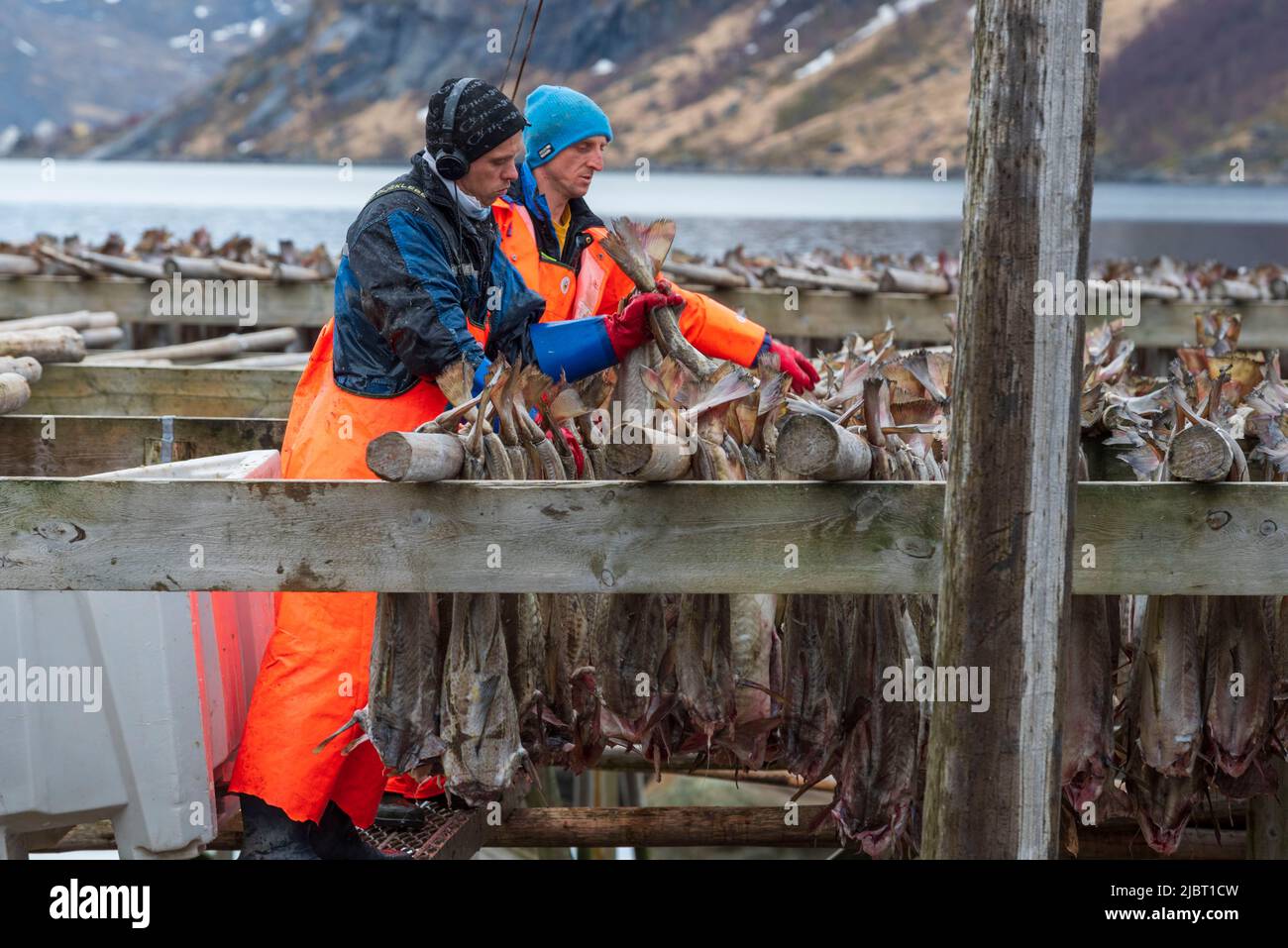 Norway, Nordland County, Lofoten Islands, Sakrisoy, drying fish Stock ...