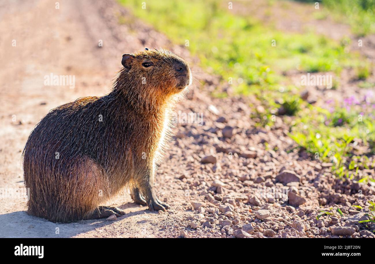Side view of capybara (hydrochoerus hydrochaeris) sits on a road, on ...