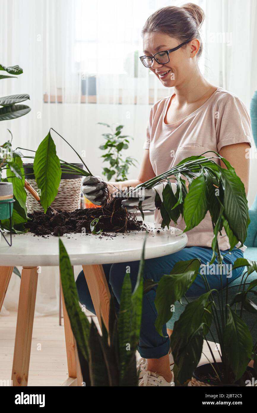 Plant transplant, woman care houseplant and transplanting plant into a ...
