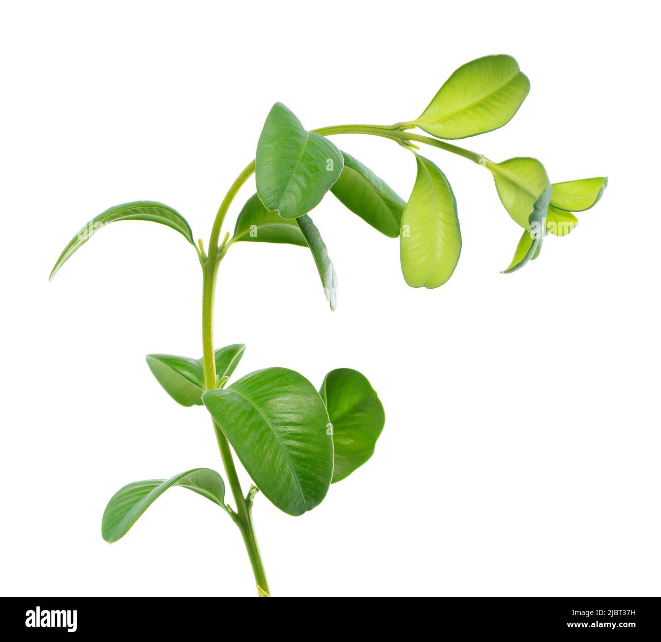 Boxwood branch isolated on white background. Green boxwood sprig. Buxus ...