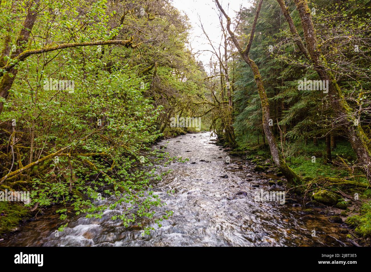 France, Puy de Dome, the Dordogne flows in the gorges of Aveze which ...