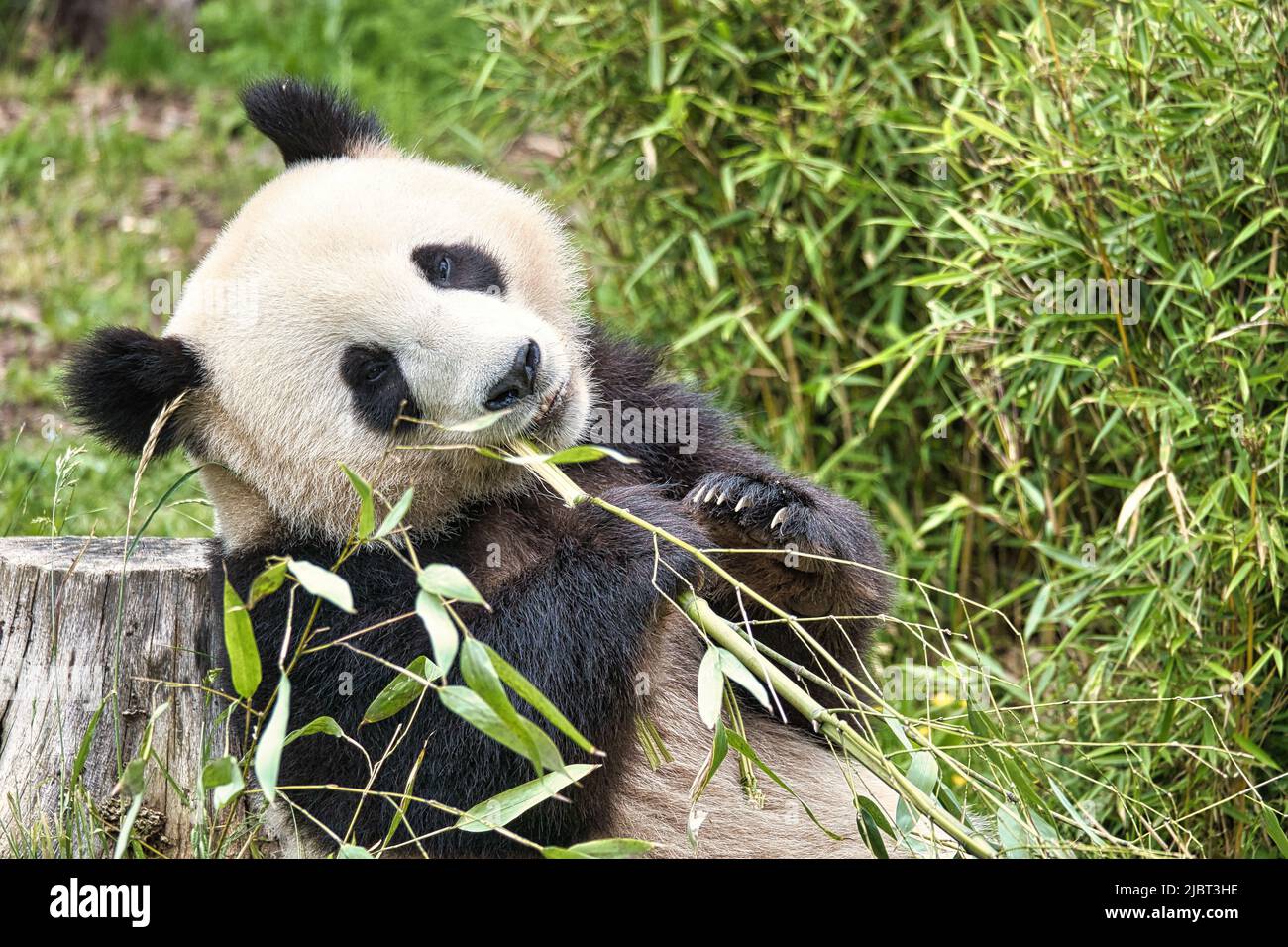 Big Picture Giant Panda