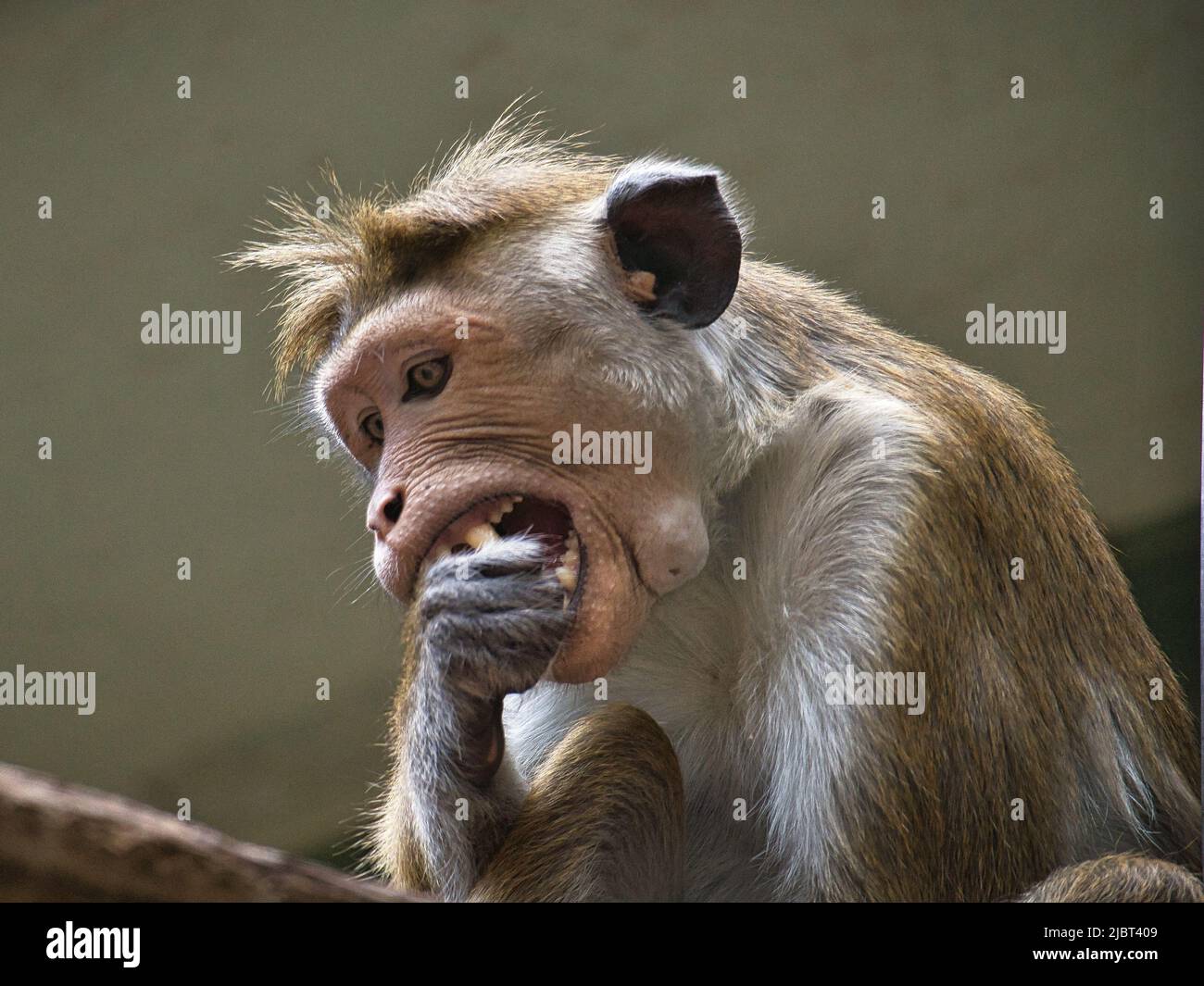 Monkey teeth hi-res stock photography and images - Alamy