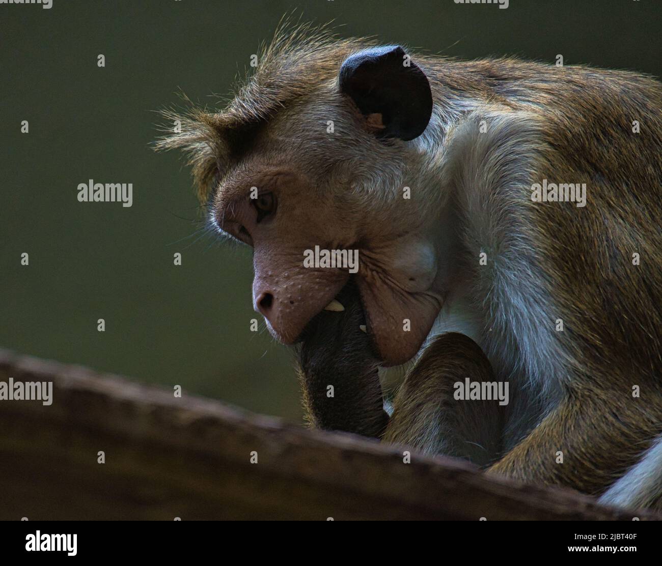 Monkey teeth hi-res stock photography and images - Alamy