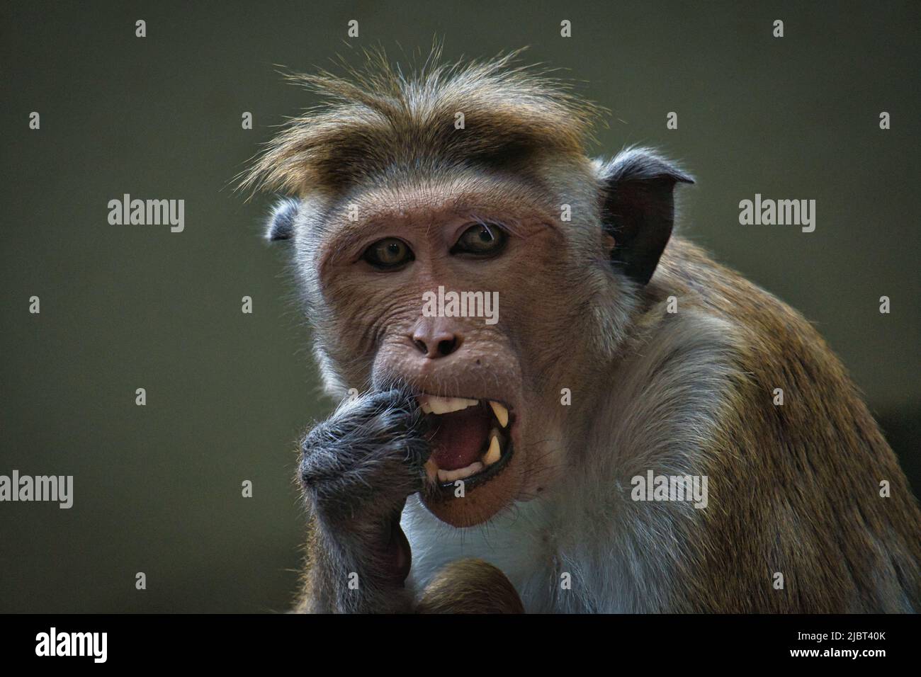 Rhesus monkey sitting on a branch and peeing in his teeth. animal photo ...