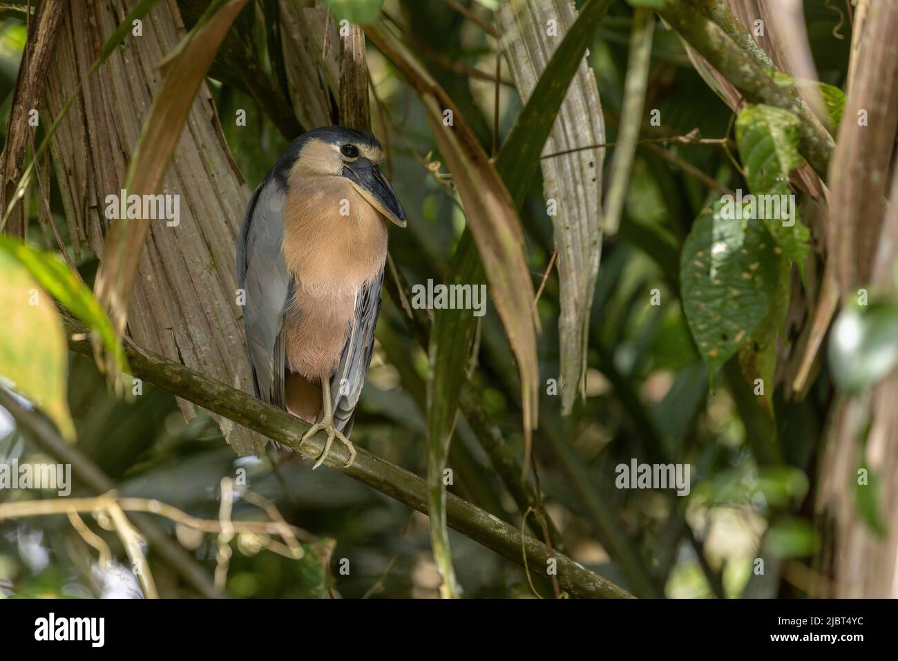 Costa Rica, Limon Province, Tortuguero National Park, Savacou ...