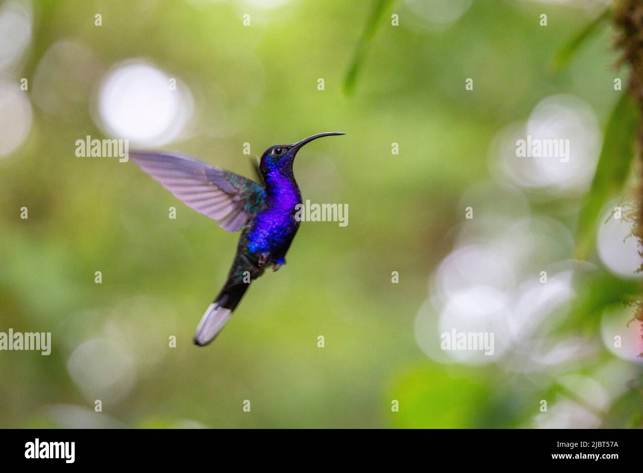 Costa Rica, Puntarenas province, Monteverde, Santa Elena, the Curi ...
