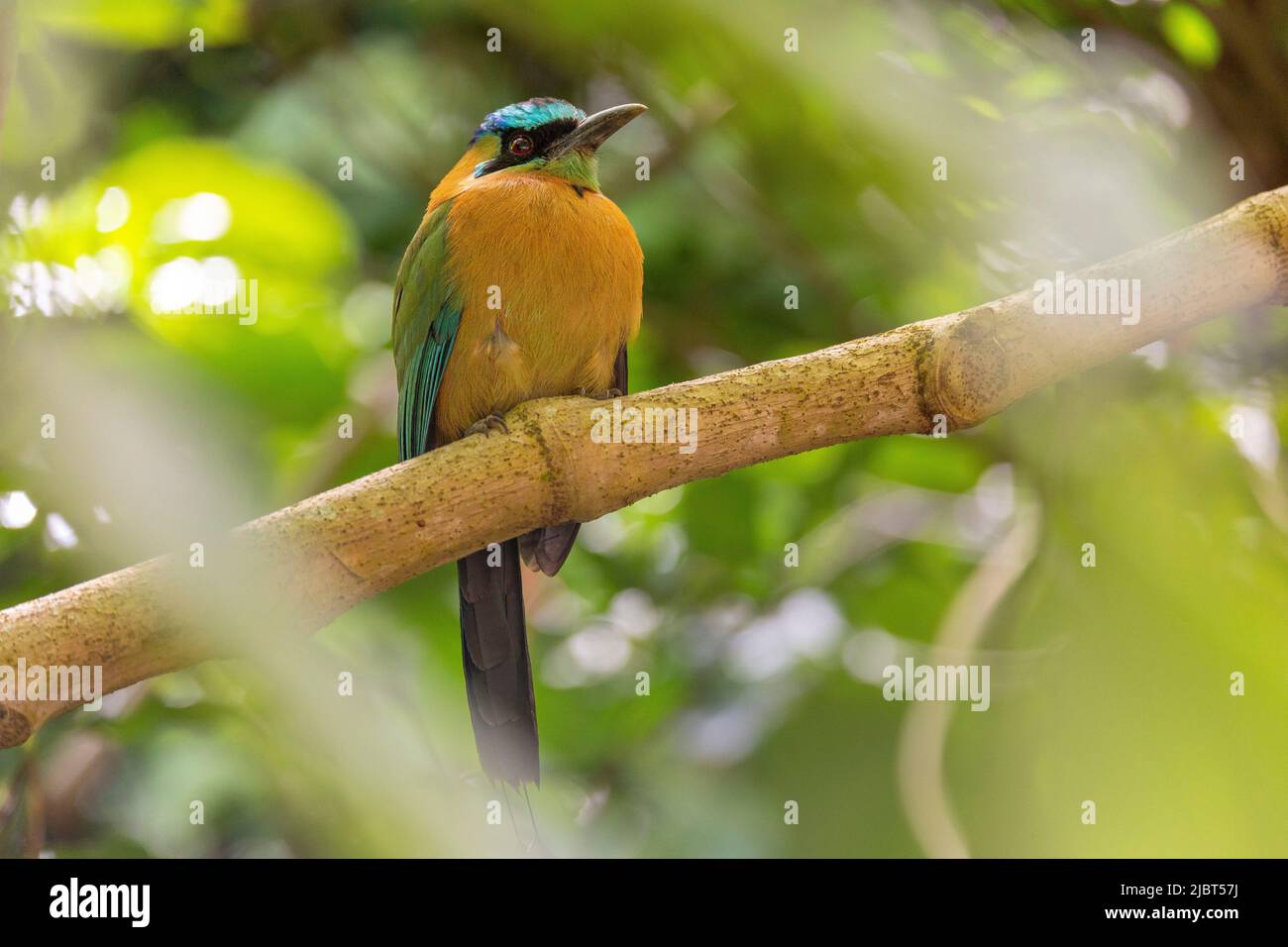 Costa Rica, Puntarenas province, Monteverde, Santa Elena, the Curi ...