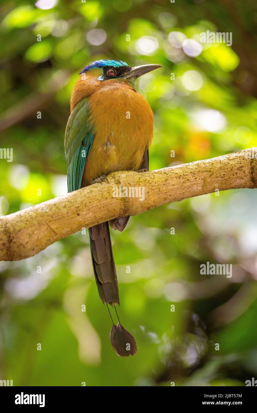 Costa Rica, Puntarenas province, Monteverde, Santa Elena, the Curi ...