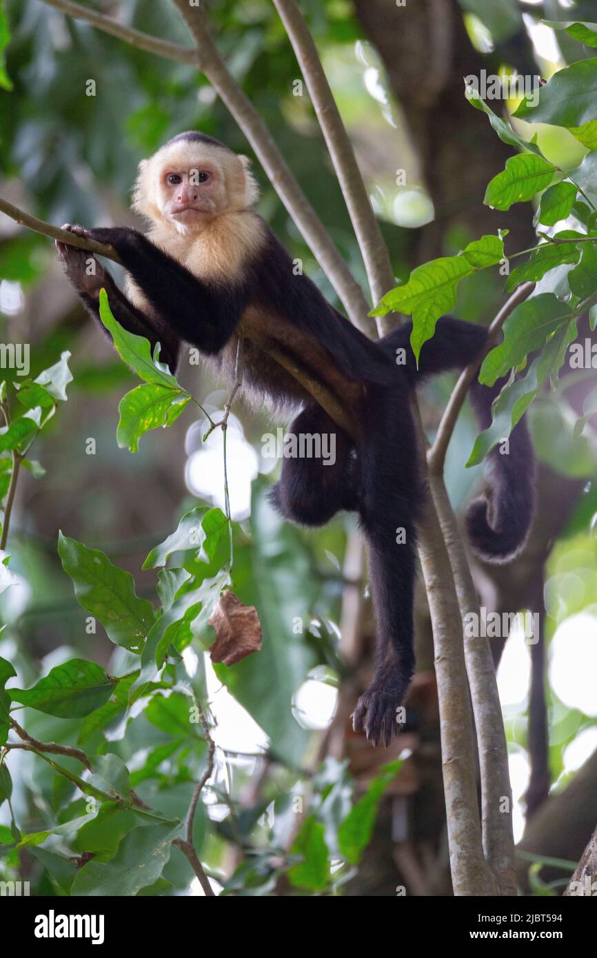 Costa Rica, Puntarenas province, Manuel Antonio national park, Sapajou ...