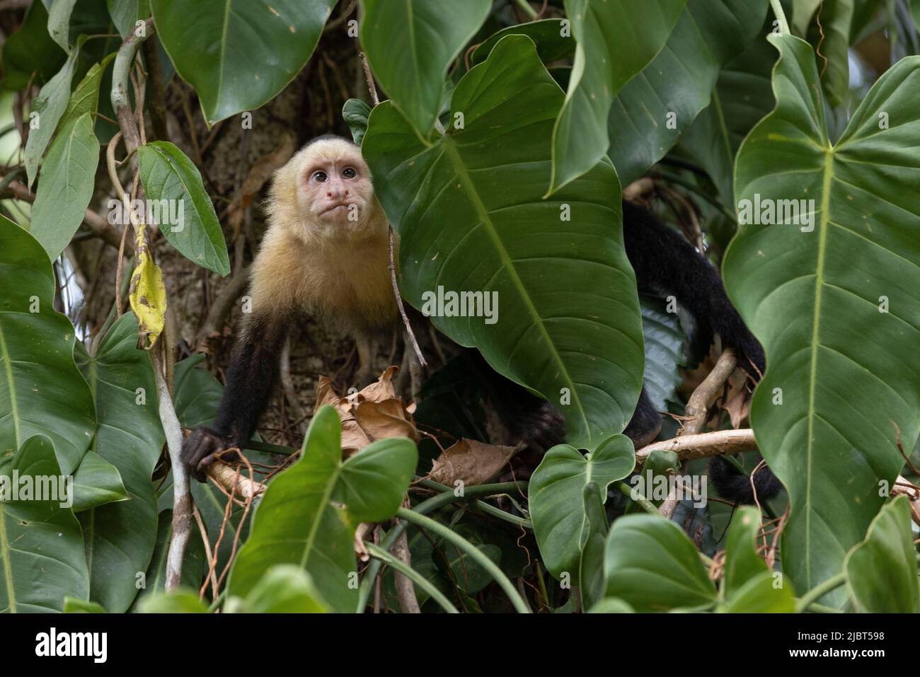 Costa Rica, Puntarenas province, Manuel Antonio national park, Sapajou ...